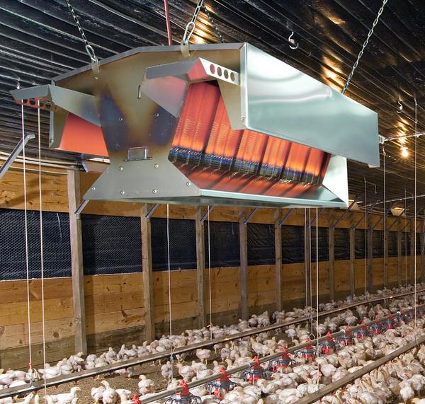 Poultry Farm Heating System, Brooders and Top Suppliers/vendors – The ...