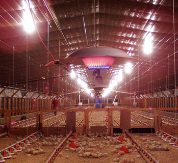 Poultry Farm Heating System, Brooders and Top Suppliers/vendors – The ...