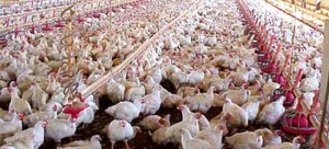 Current Economic/Market Analysis Of Pakistan Poultry Industry – The ...