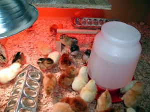 How To Raise Baby Chicks,A Beginners Guide To Backyard Chicken Farming ...