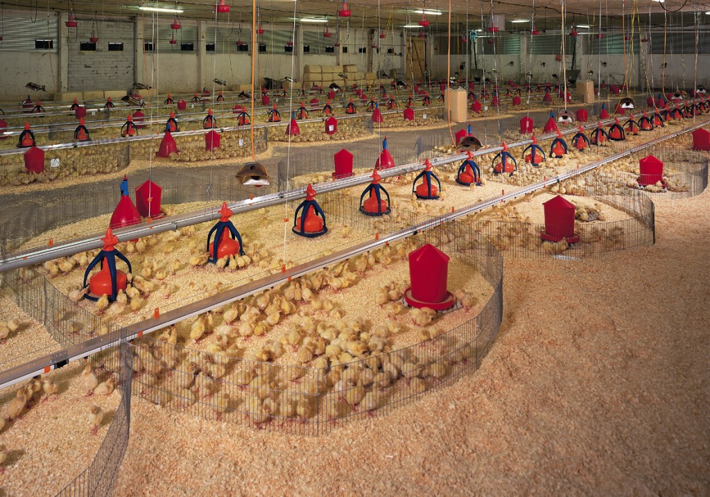 Turkeys Brooding And Raising Guide – The Poultry Guide