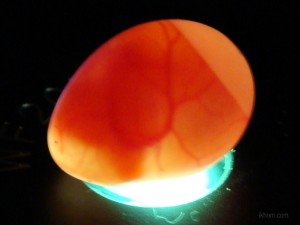 Chicken Egg Candling Guide | The Poultry Guide