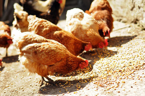 Poultry Nutrition Guide for Backyard or Free Range Chicken – The ...