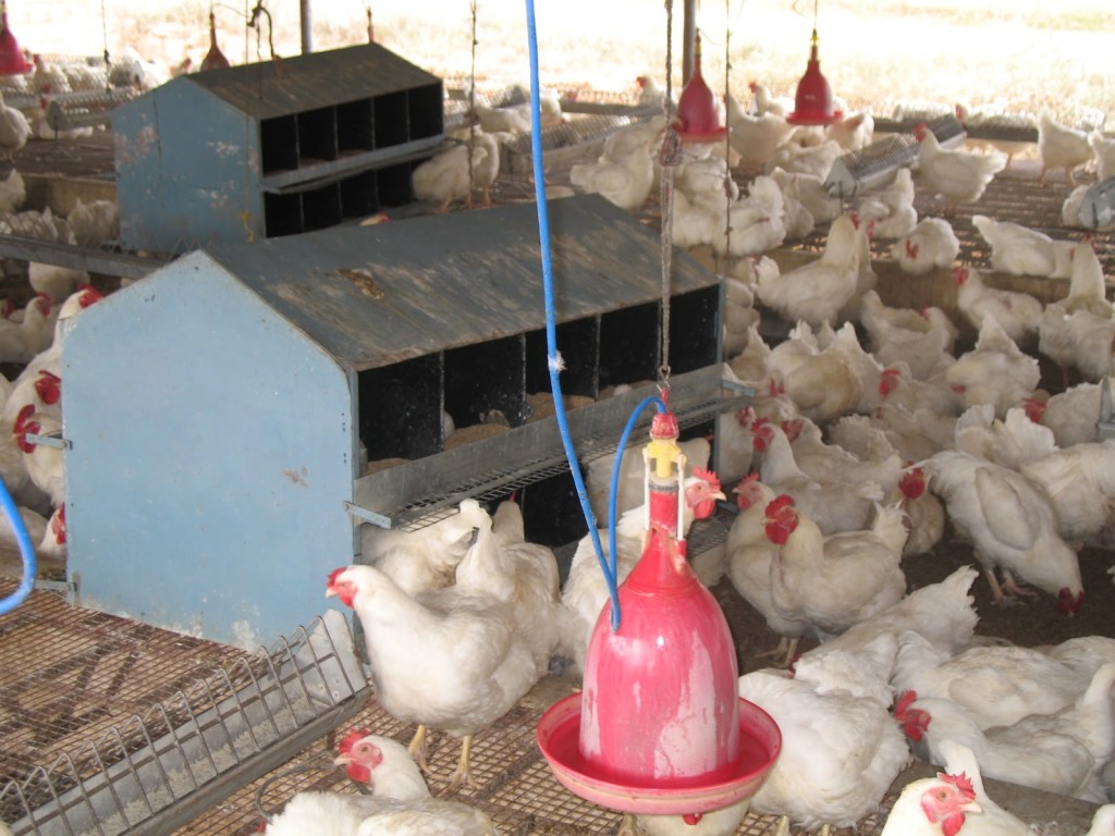 Deep Litter Method and Litter Management Guide – The Poultry Guide