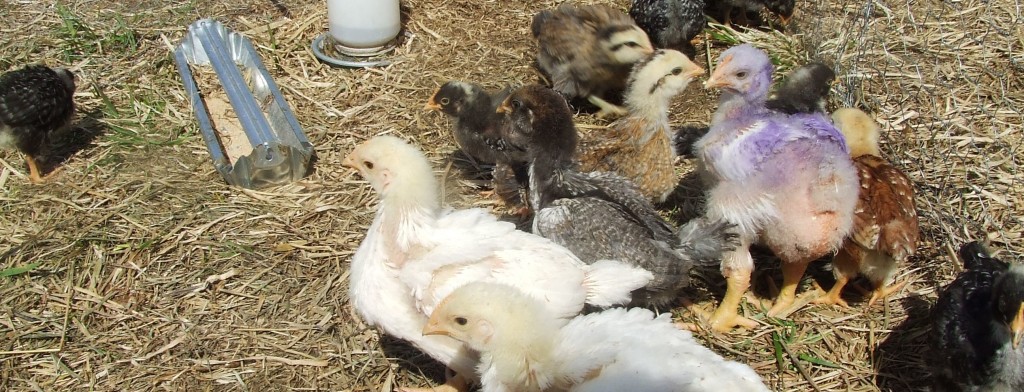 Raising Chickens for Dummies – The Poultry Guide