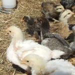 Raising Chickens for Dummies | The Poultry Guide