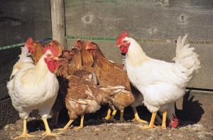 4 Basic Types of Chicken Breeds for Your Backyard – The Poultry Guide