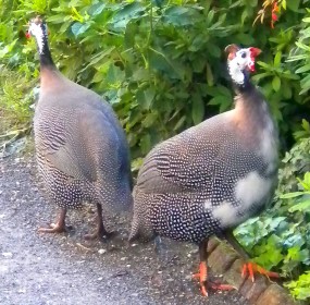 Raising Guinea Fowl | The Poultry Guide