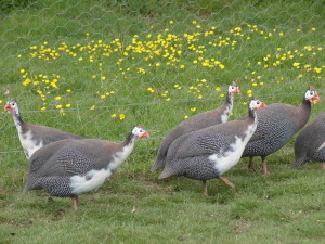 Some interesting facts and benefits of raising guinea fowl – The ...