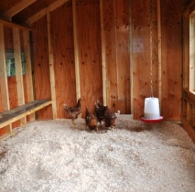 Hen House | The Poultry Guide