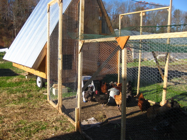 Key considerations for starting a small poultry farm to raise healthy ...