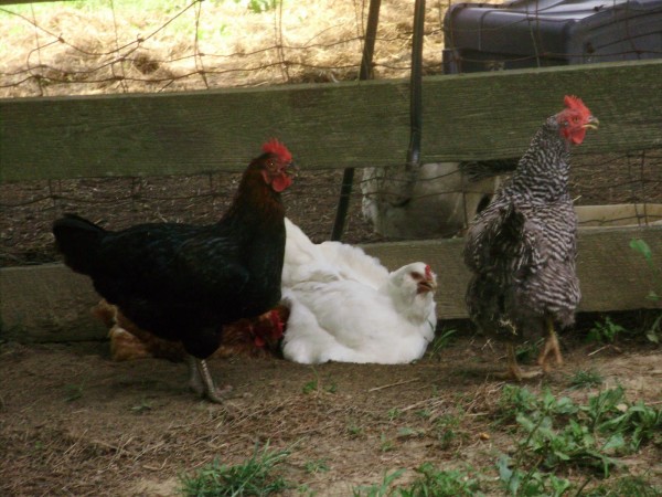 Causes of different types of stress in chickens-how to manage it? | The ...