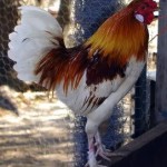 20 Amazing Rare Chicken Breeds With Special Characteristics | The ...