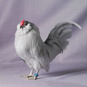 20 Amazing Rare Chicken Breeds With Special Characteristics – The ...
