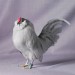 20 Amazing Rare Chicken Breeds With Special Characteristics – The ...