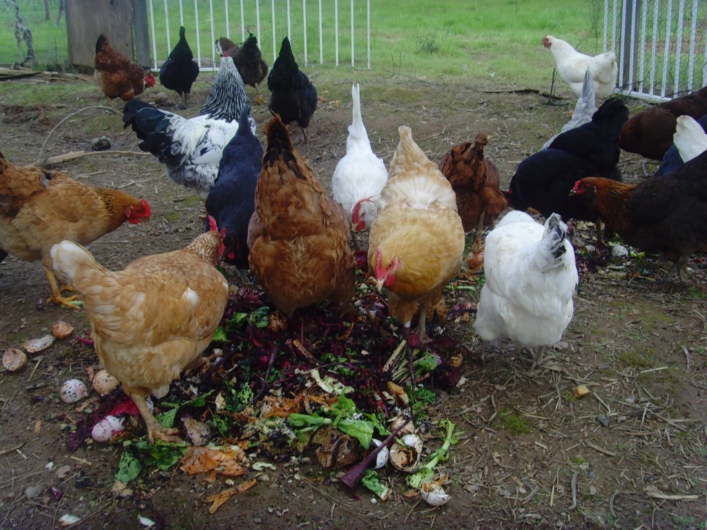 10 Best and Healthy Treats for Chickens -the treats chickens can eat ...