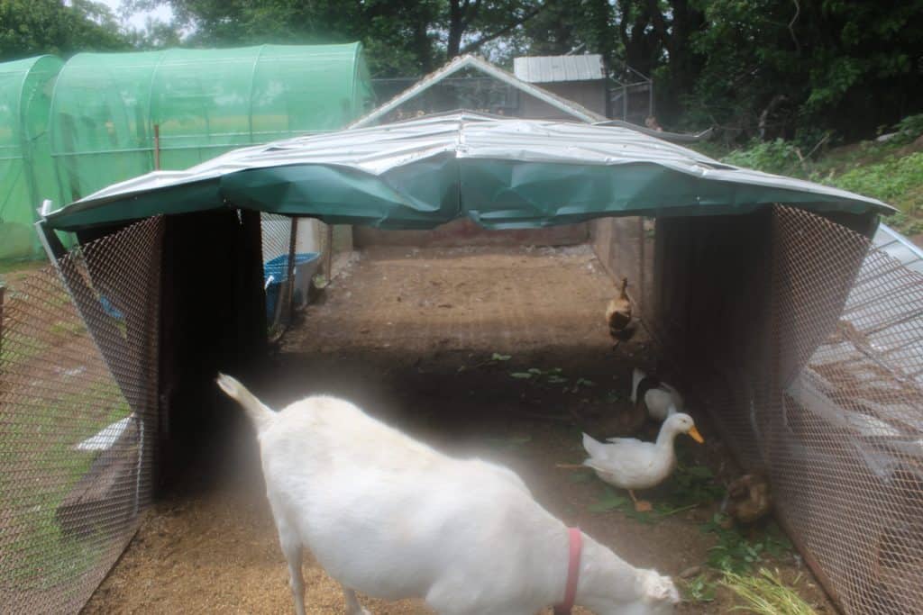 23 Duck House Plans With Tutorials That You Can Build In A Weekend ...