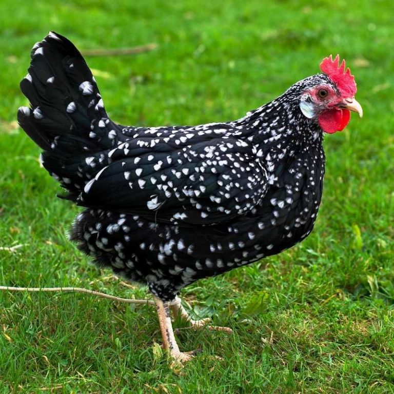 10 Small Chicken Breeds Great For Mini Backyard Area – The Poultry Guide