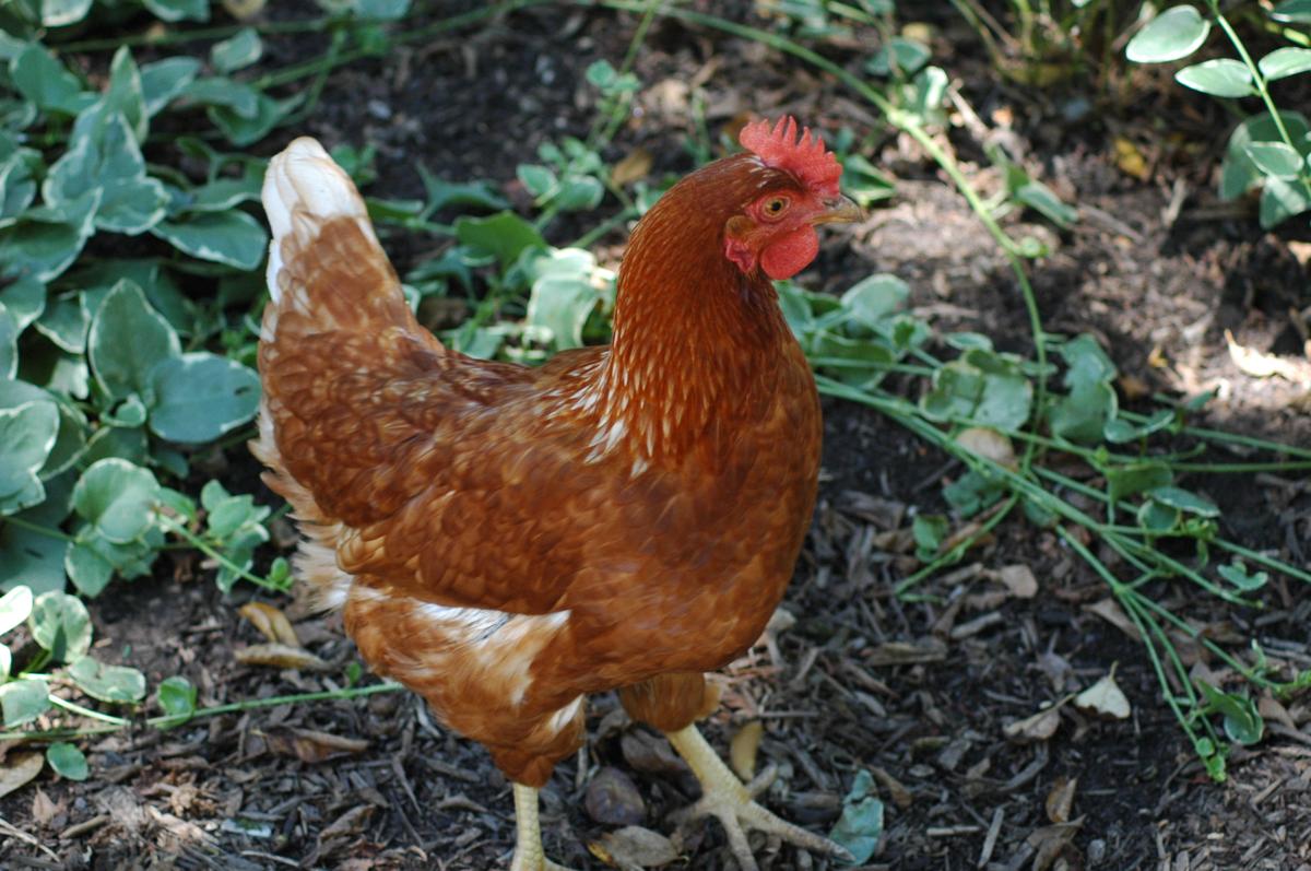 10 Small Chicken Breeds Great For Mini Backyard Area – The Poultry Guide