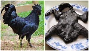 Top 20 Black And White Chicken Breeds For Backyard – The Poultry Guide
