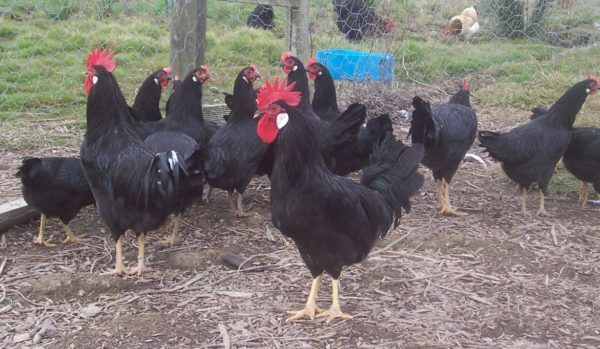 Top 20 Black And White Chicken Breeds For Backyard – The Poultry Guide