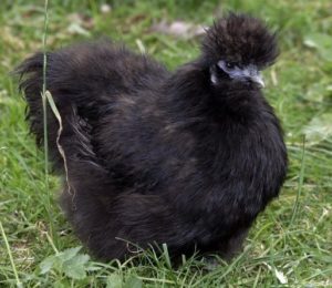 Top 20 Black And White Chicken Breeds For Backyard – The Poultry Guide