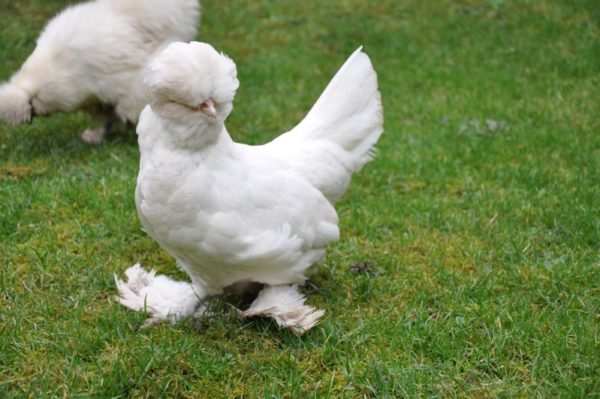Top 20 Black And White Chicken Breeds For Backyard – The Poultry Guide