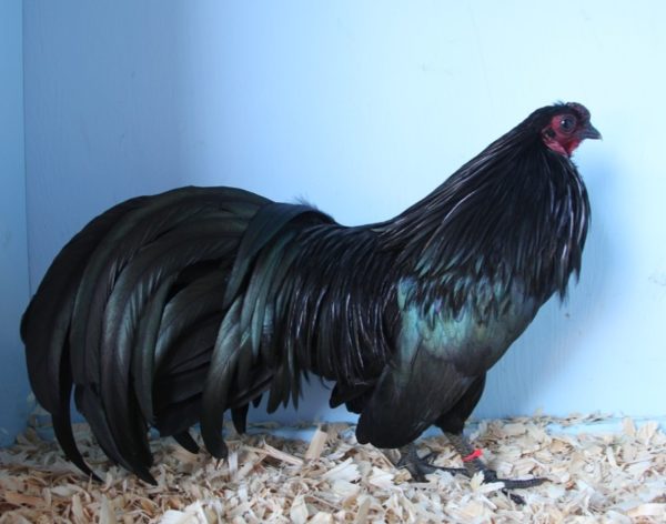 Top 20 Black And White Chicken Breeds For Backyard – The Poultry Guide