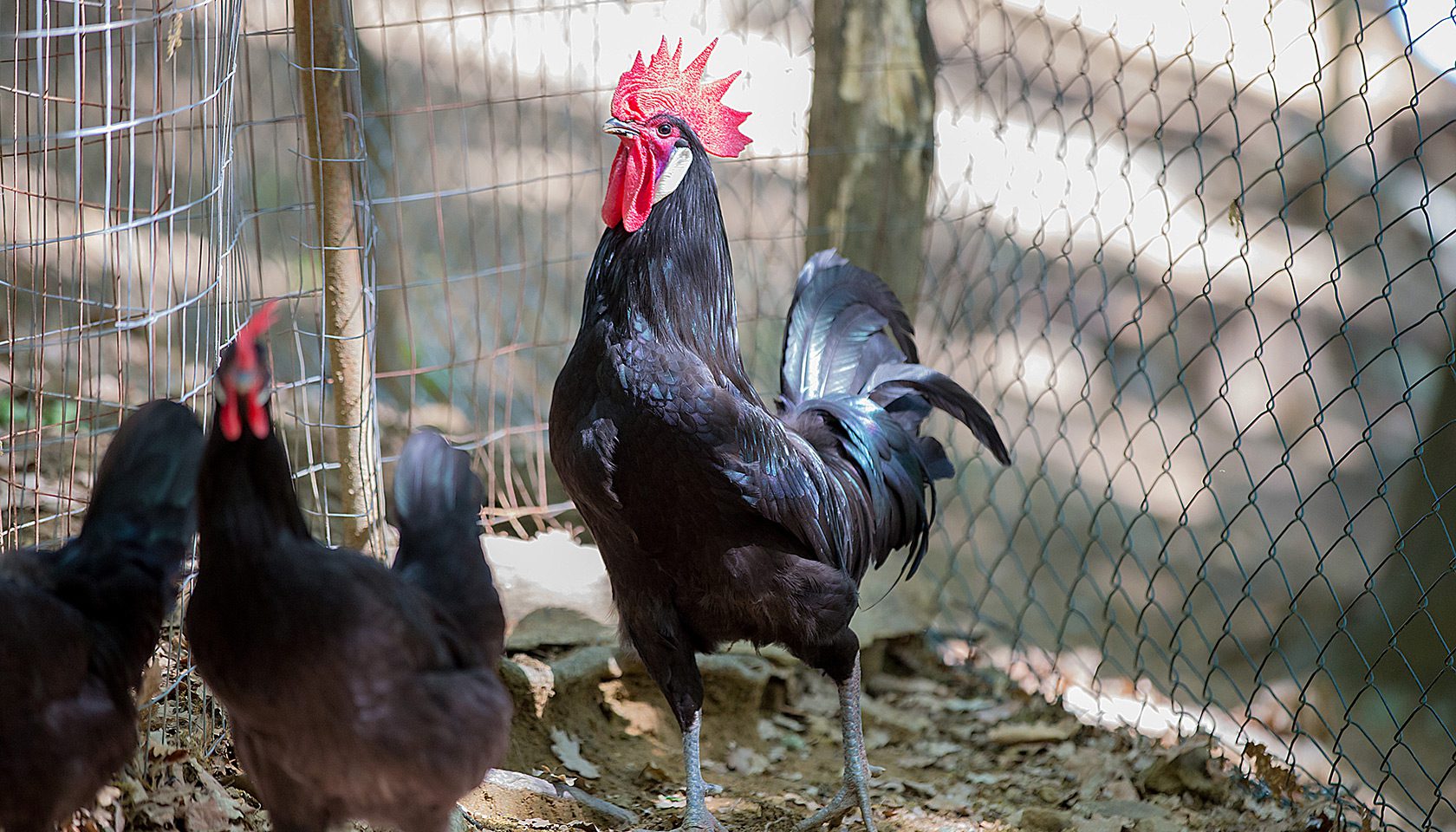 Top 20 Black And White Chicken Breeds For Backyard – The Poultry Guide